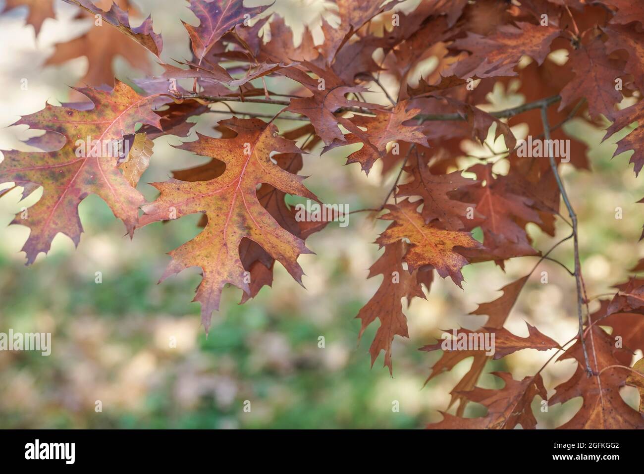 Braches hi-res stock photography and images - Alamy