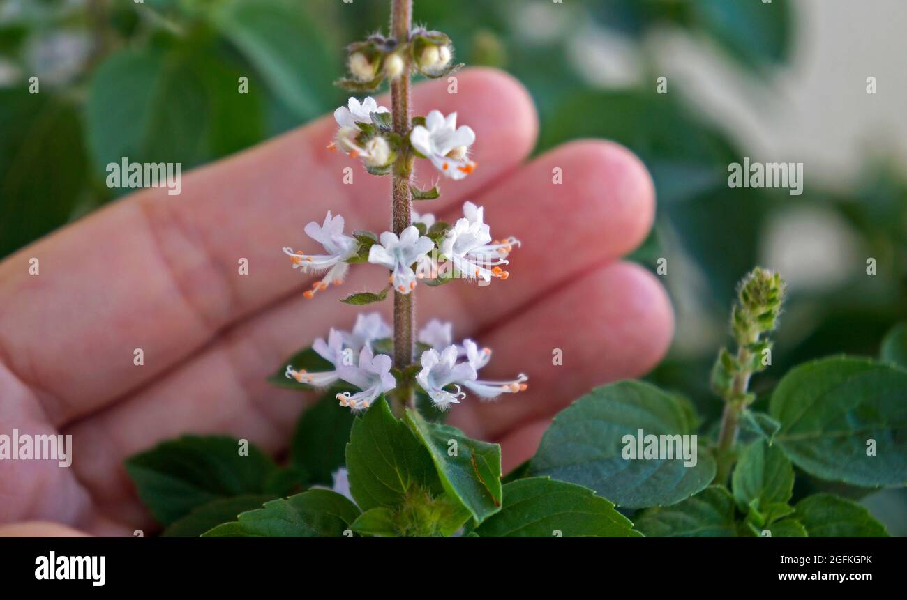 White blooming basil hi-res stock photography and images - Alamy
