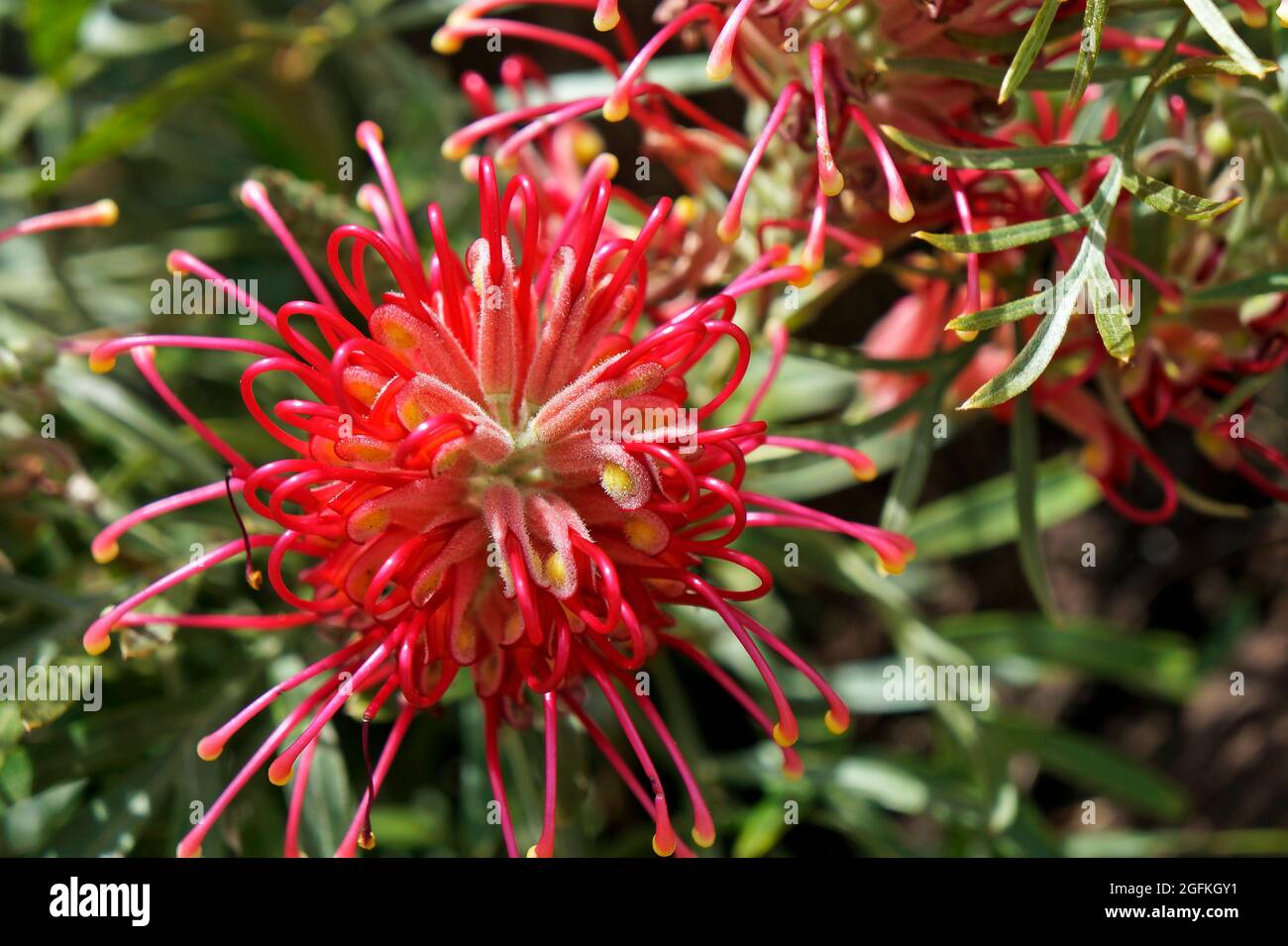 Red silky oak or Dwarf silky oak flower (Grevillea banksii), Brazil ...