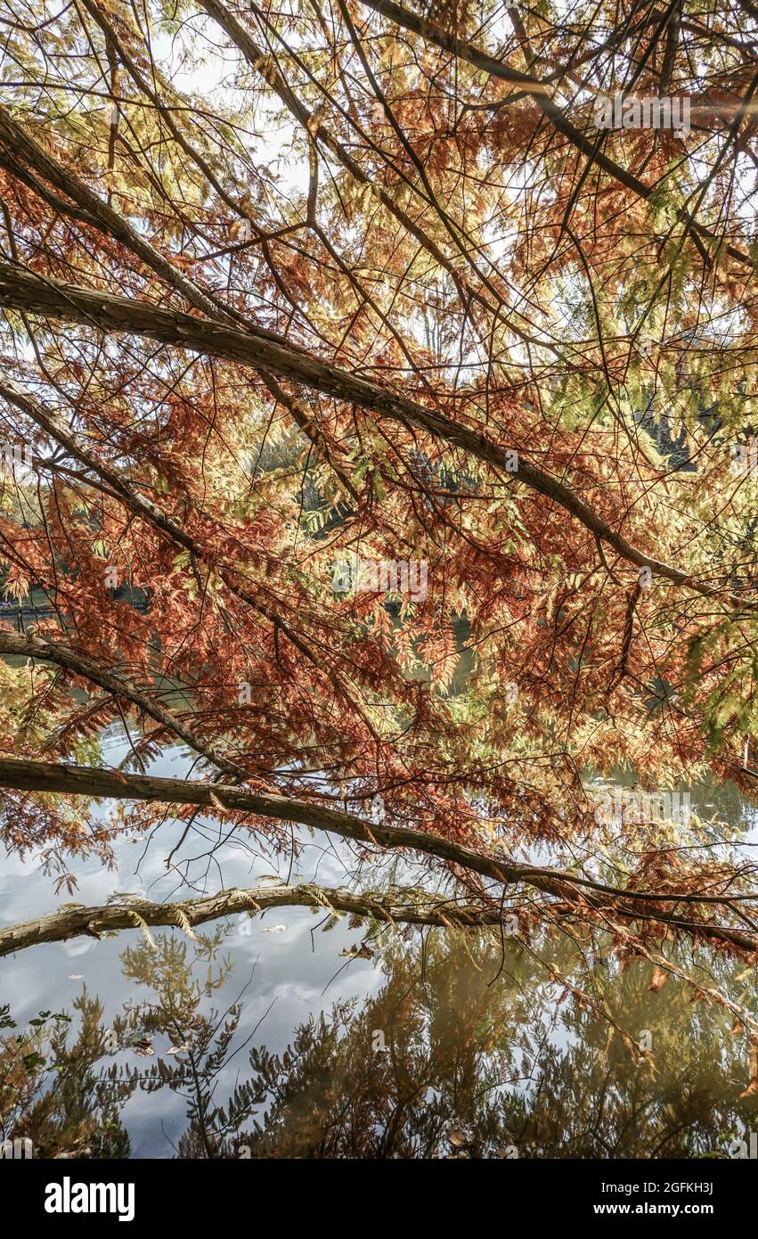 golden leaves of a tree with reflection on a lake in autumn Stock Photo ...