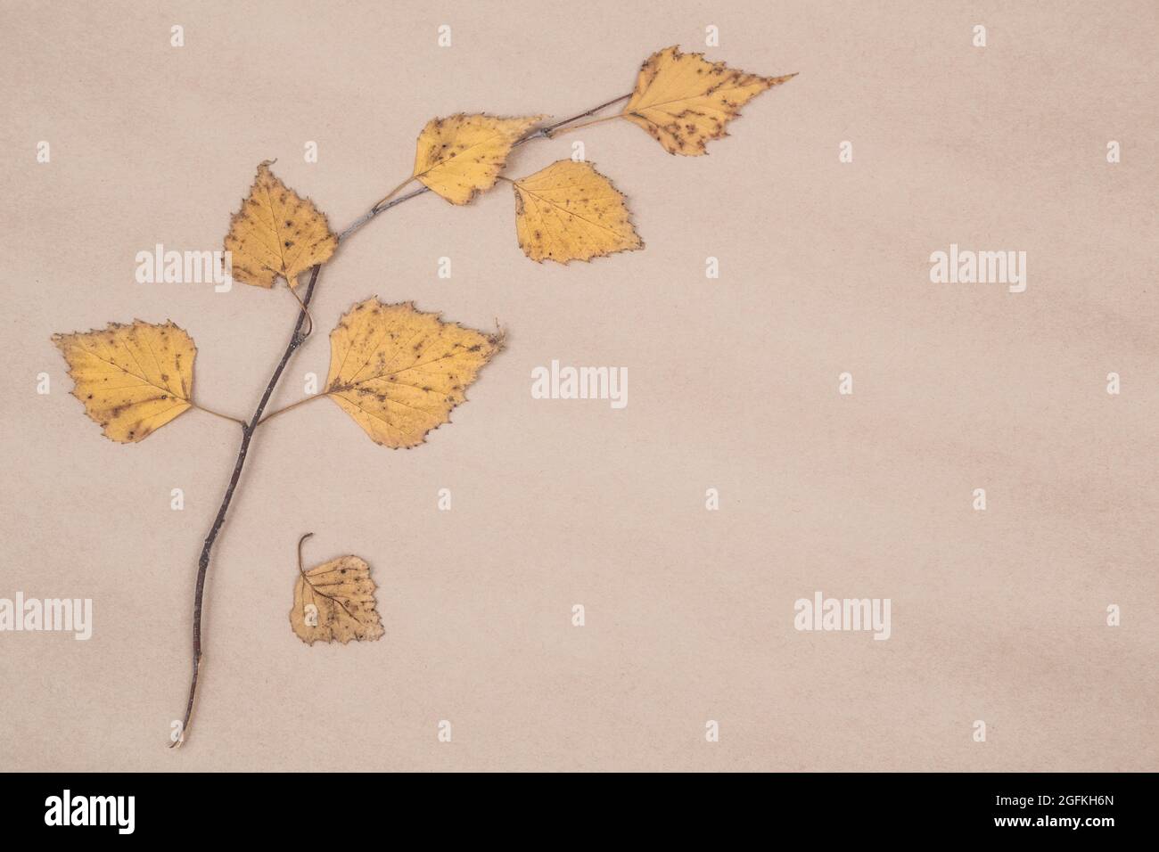 Dried leaves border hi-res stock photography and images - Alamy