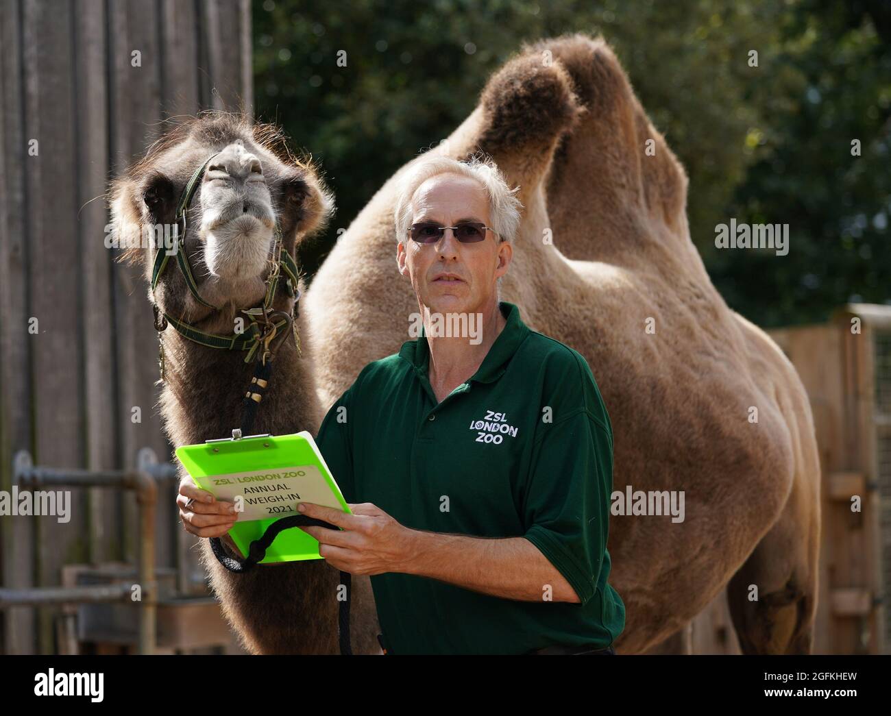 Keeper Mick Tiley with Noemie the Bactrian camel, during the annual ...