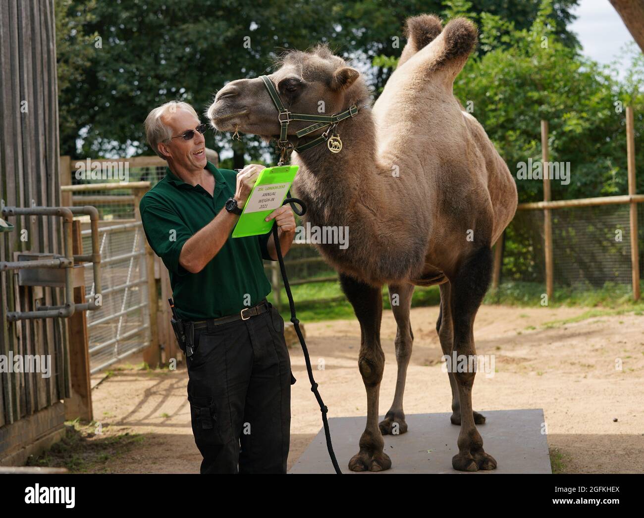 Keeper Mick Tiley with Noemie the Bactrian camel, during the annual ...