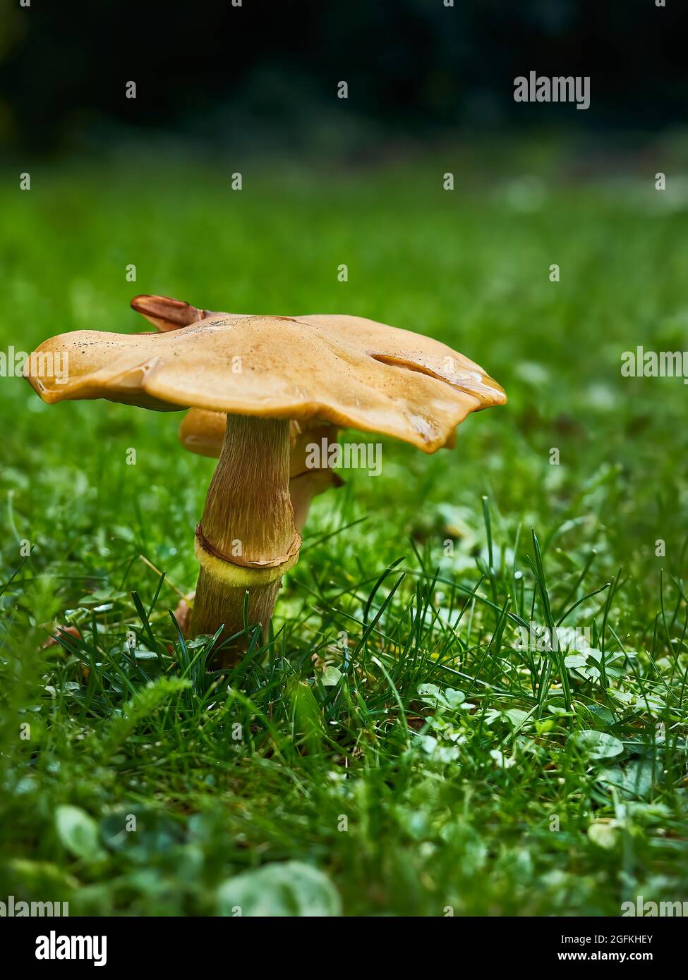 Grass lawn fungus hi-res stock photography and images - Alamy