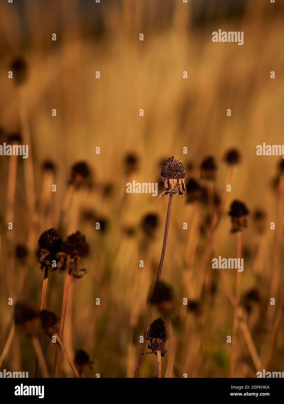 Long stalks of flowers hi-res stock photography and images - Alamy