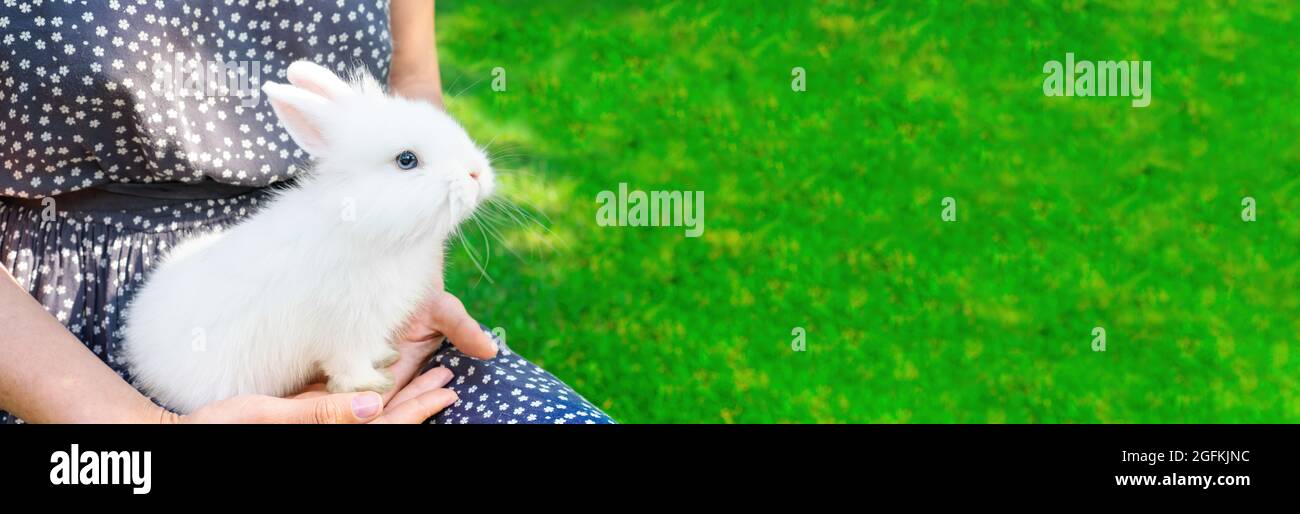 White bunny on the lawn close-up for the header of a pet store website ...