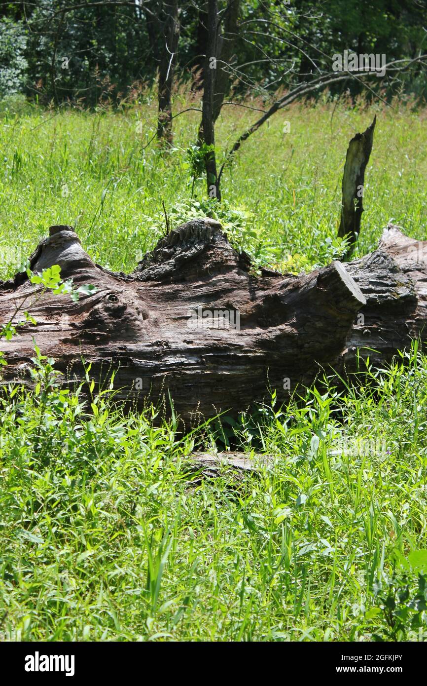 An old rotting tree laying on the grass in the summer woods Stock Photo ...