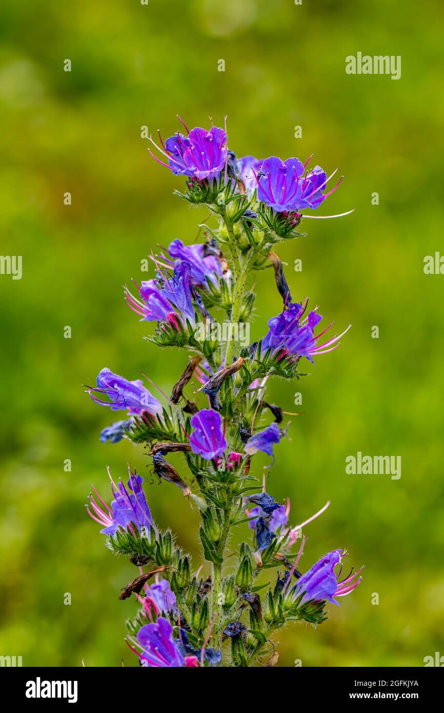 Echium vulgare flower growing in field, close up Stock Photo - Alamy