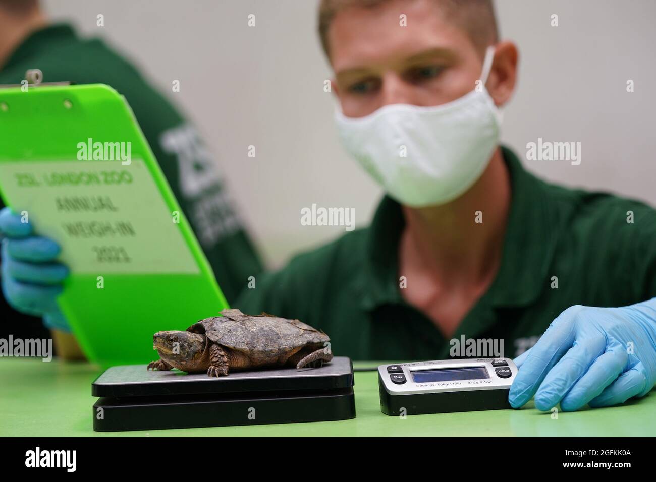 Keeper Daniel Kane with a big-headed turtle, during the annual weigh-in ...