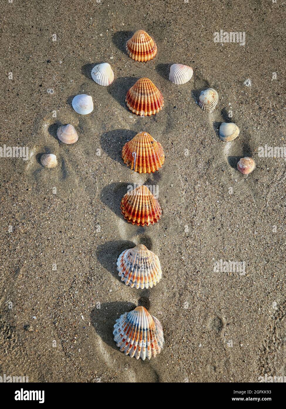 Seashell shells on the beach arranged in the shape of an arrow Stock ...