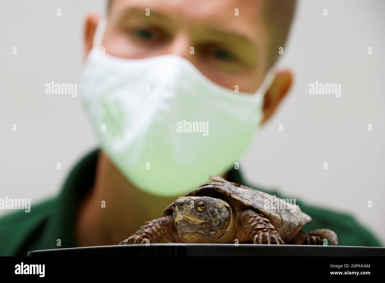 At london zoo the turtle hi-res stock photography and images - Alamy