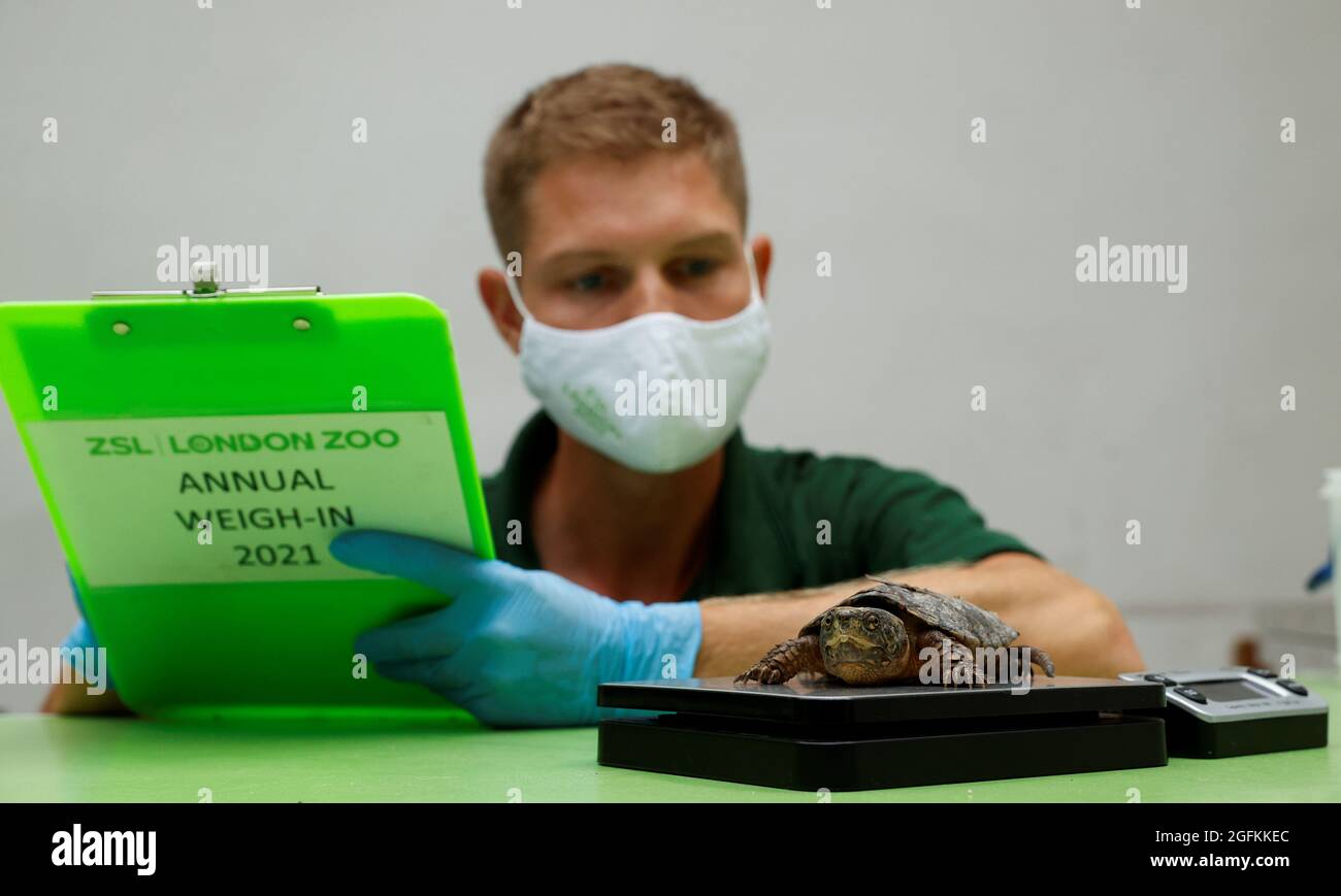 Human headed turtle hi-res stock photography and images - Alamy