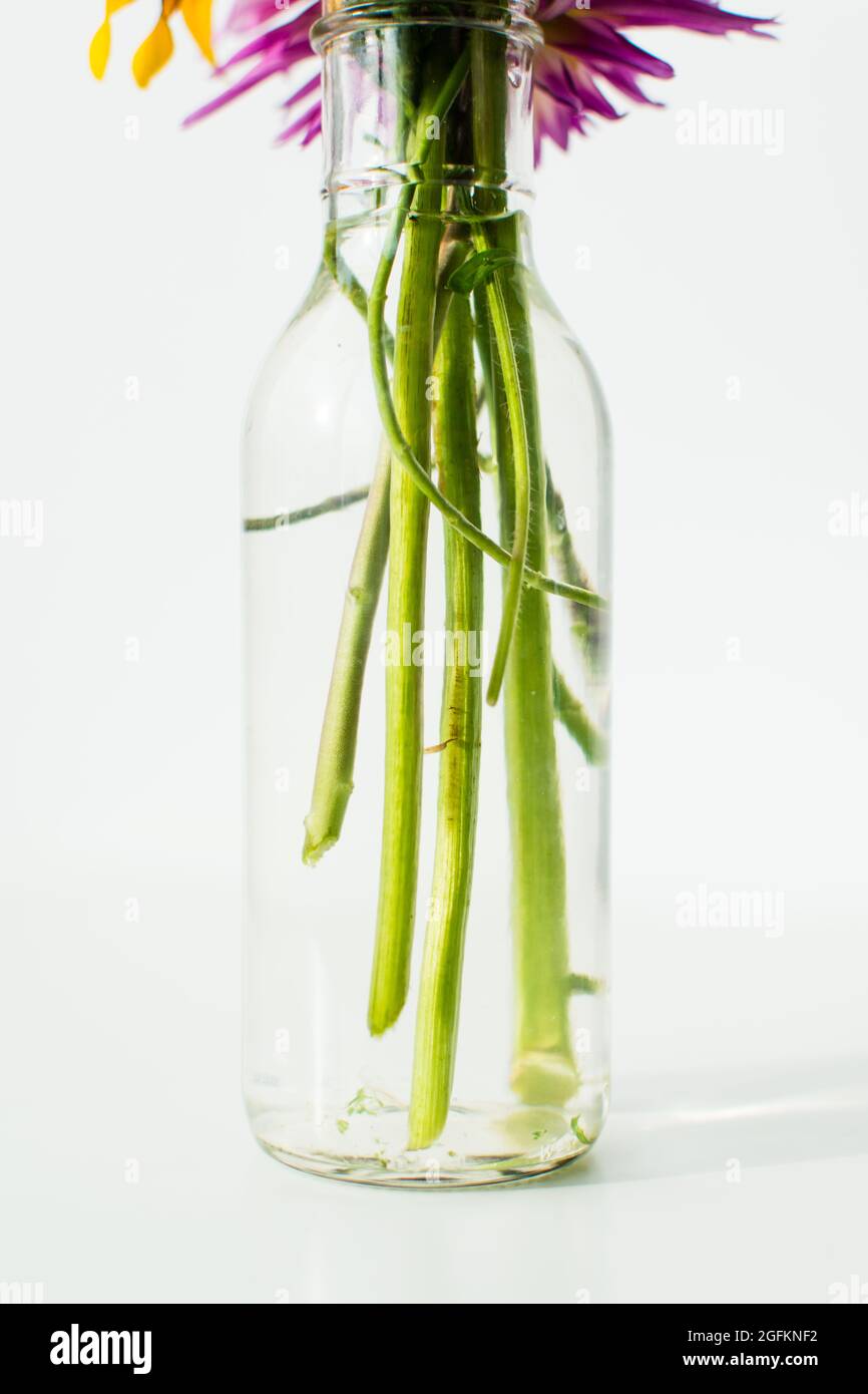 Green flower stems in a clear vase with white background Stock Photo ...