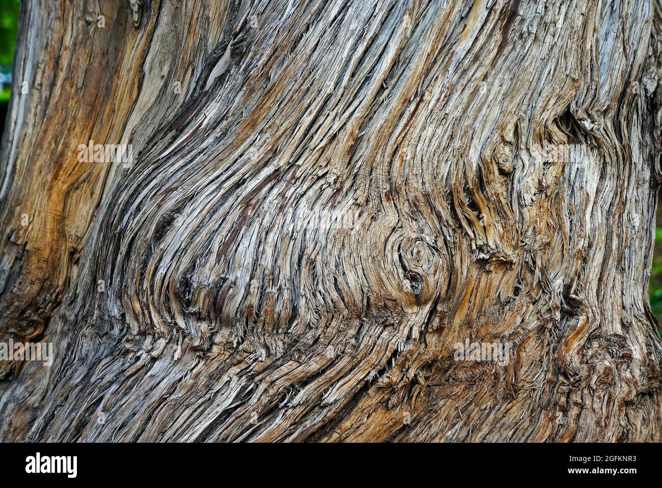 Tree trunk texture, Belo Horizonte, Brazil Stock Photo - Alamy