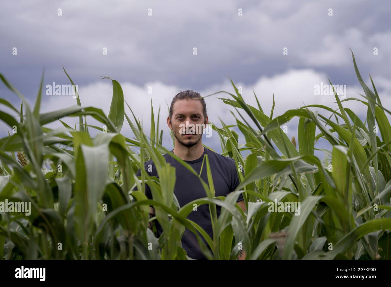 Portrait of a charming man in the middle of a corn field,facing camera ...