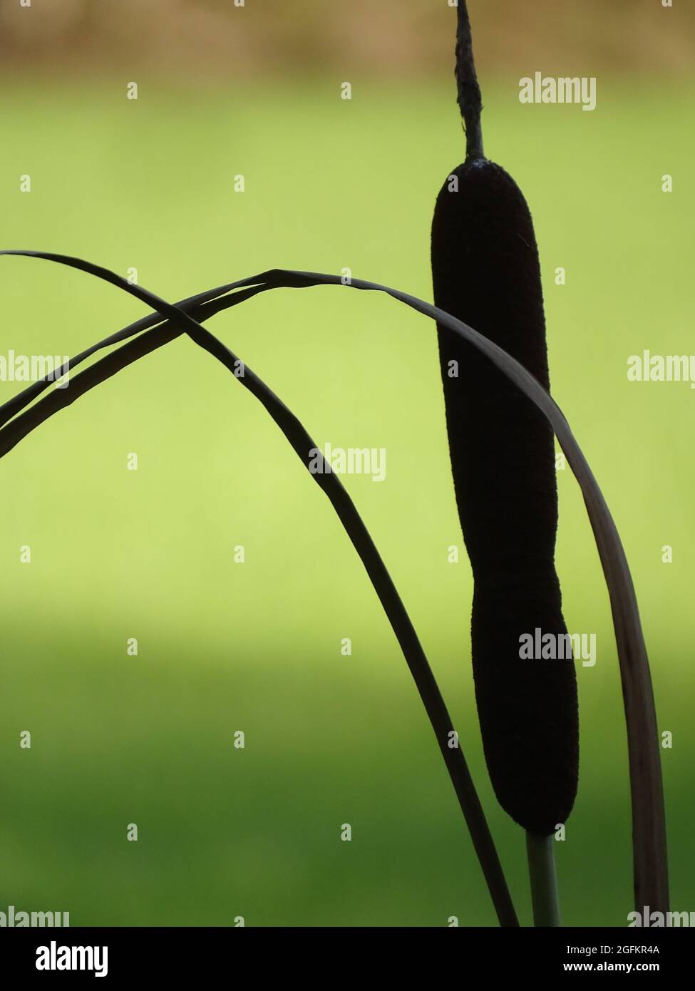 Bulrush leaf hi-res stock photography and images - Alamy