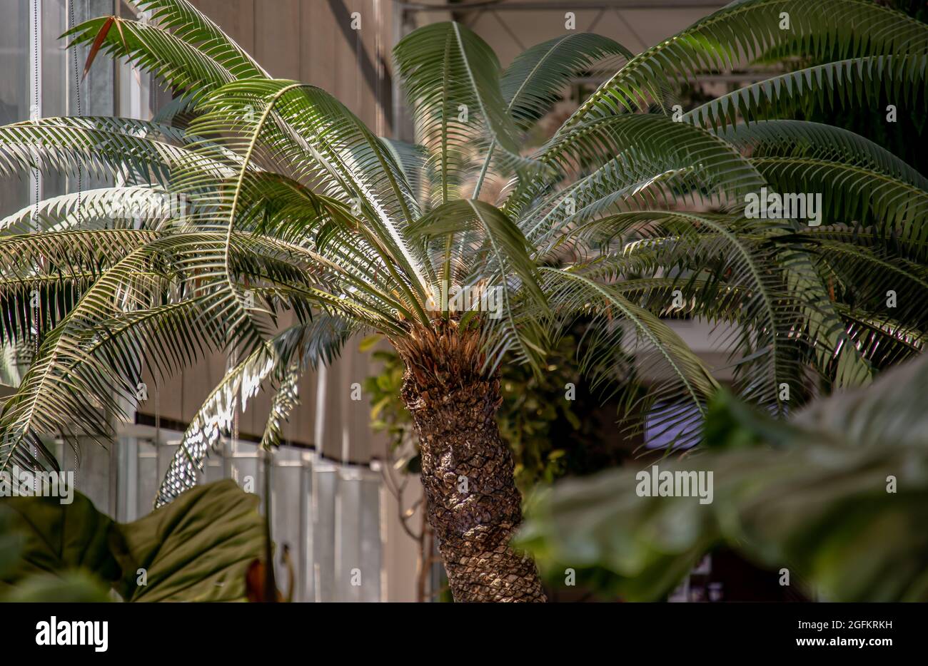 Cycas Thouarsii