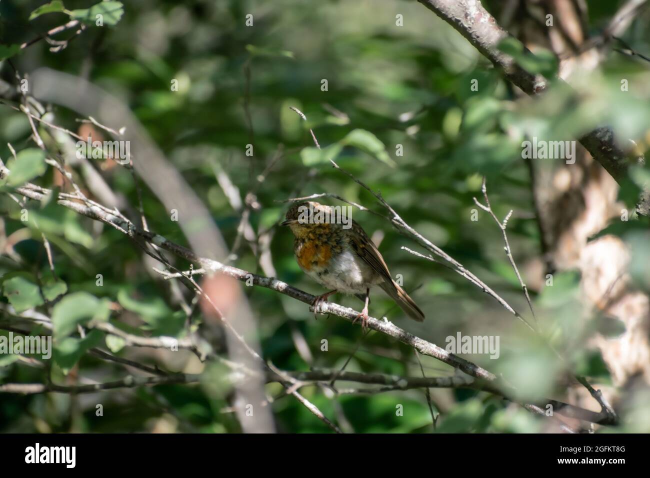 Juvenile Robin sitting in a tree during summer time Stock Photo - Alamy