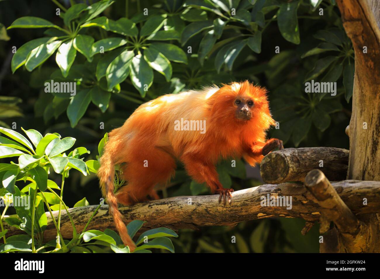 golden lion tamarin among the vegetation of a tropical jungle Stock ...