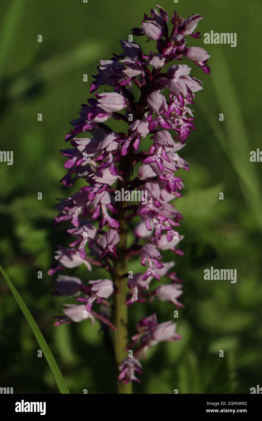 Orchid fields hi-res stock photography and images - Alamy