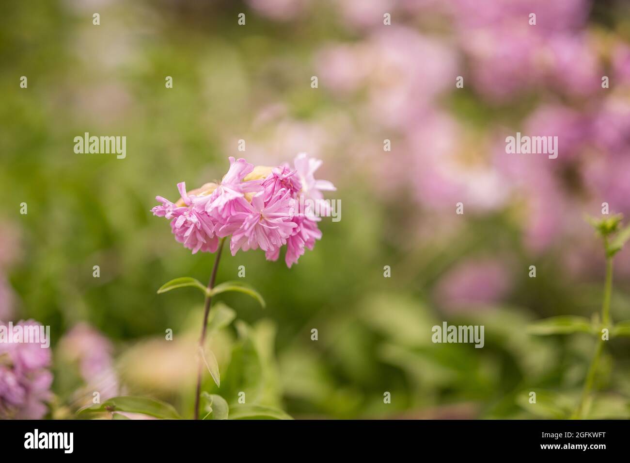 Creamy bokeh background hi-res stock photography and images - Alamy