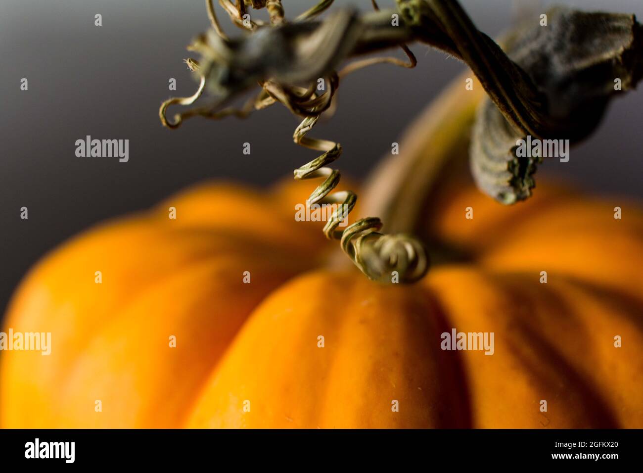 Macro shot of tiny pumpkin with curly stem Stock Photo - Alamy