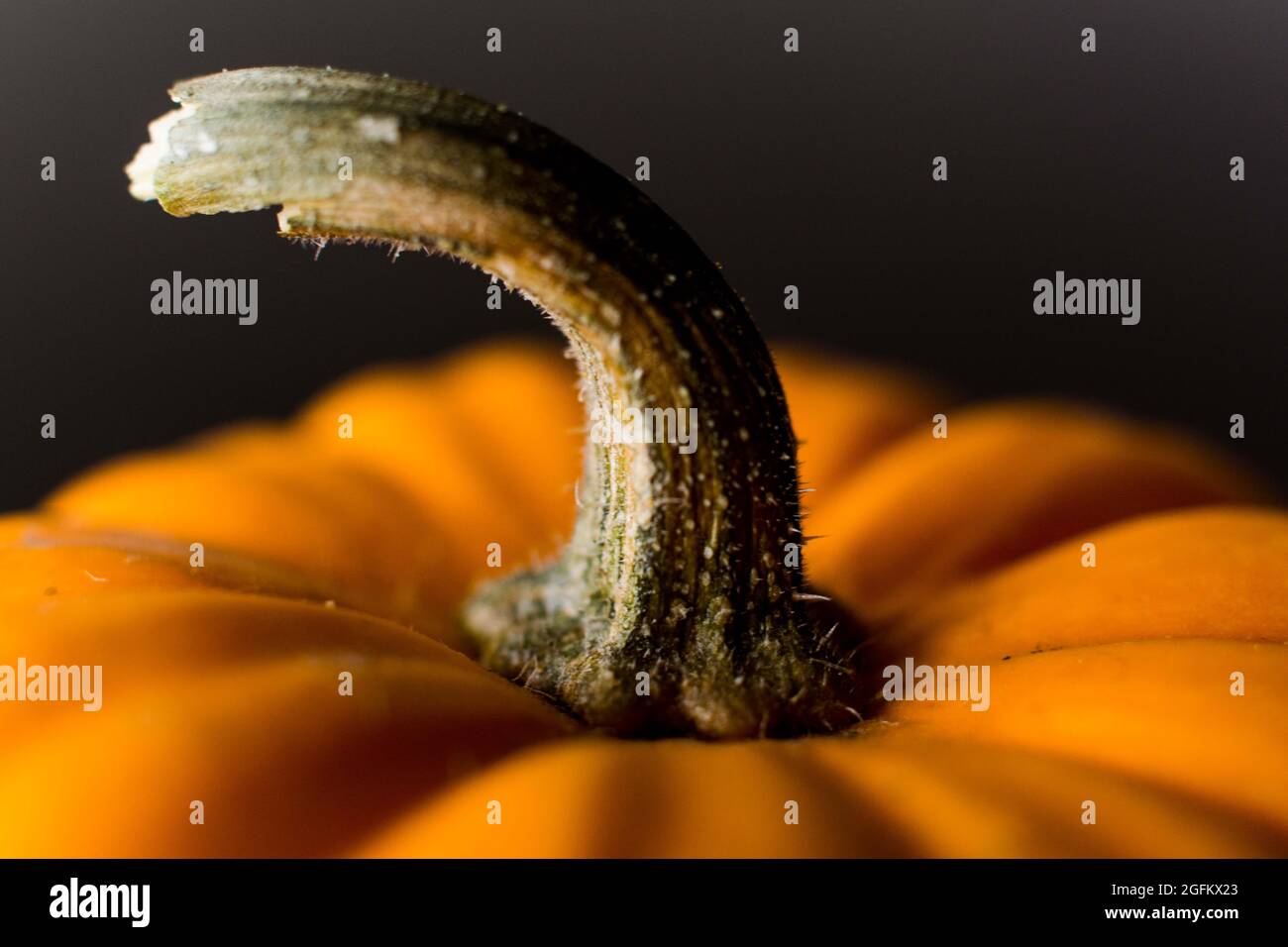 Macro shot of tiny pumpkin with curly stem Stock Photo - Alamy