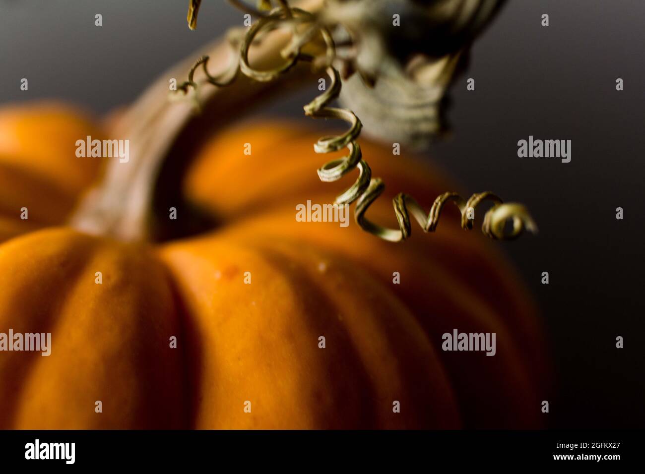 Macro shot of tiny pumpkin with curly stem Stock Photo - Alamy