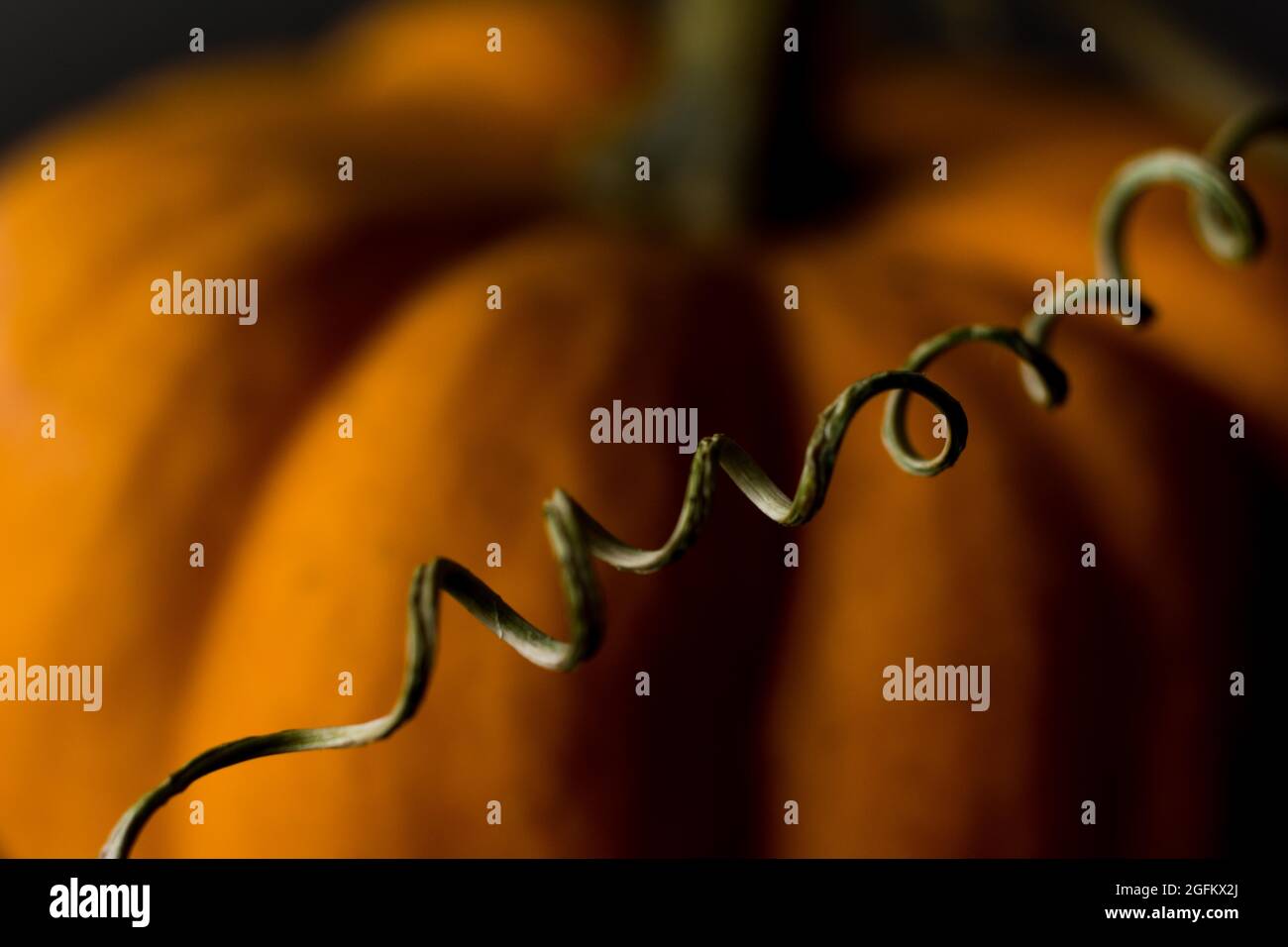 Macro shot of tiny pumpkin with curly stem Stock Photo - Alamy