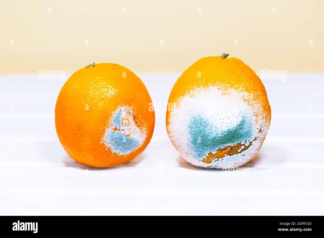 Rotten Moldy Orange. A photo of the growing mold. Spoiled fruit. Meal ...