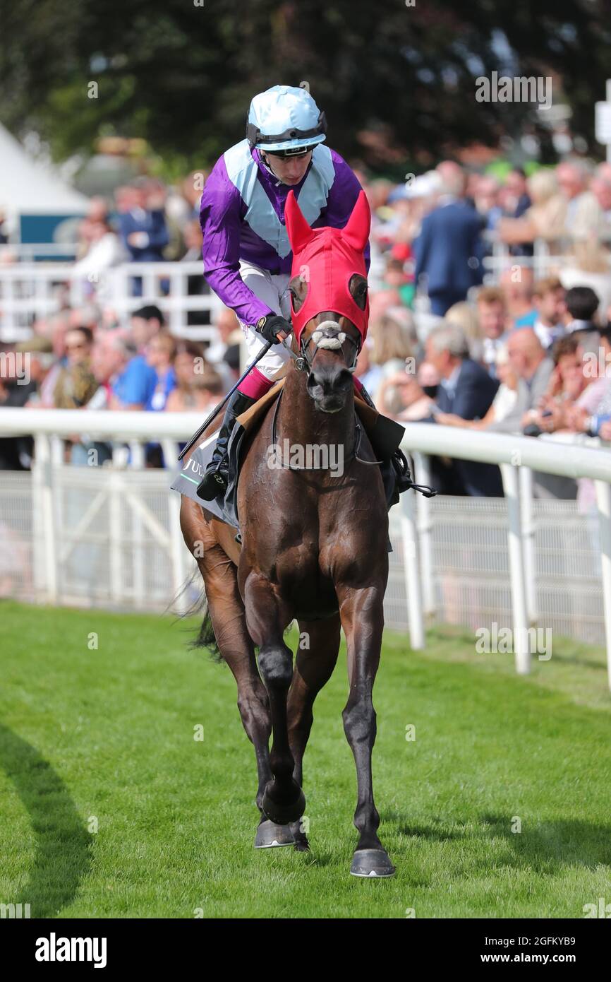 Alcohol free horse hi-res stock photography and images - Alamy