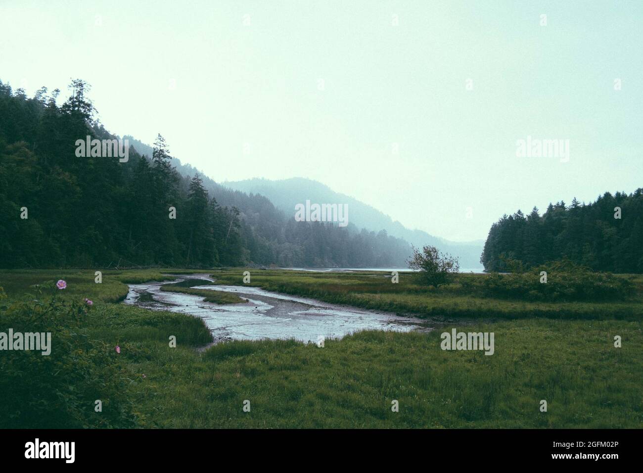 Central Asian countries, the forests of Turkmenistan Stock Photo - Alamy