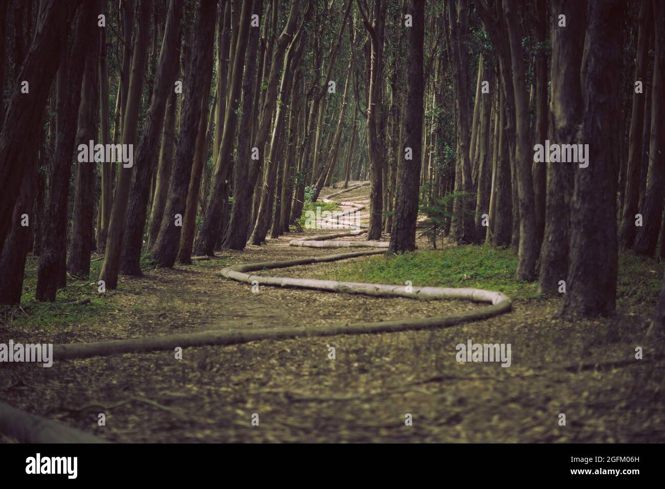 Central Asian countries, the forests of Turkmenistan Stock Photo - Alamy