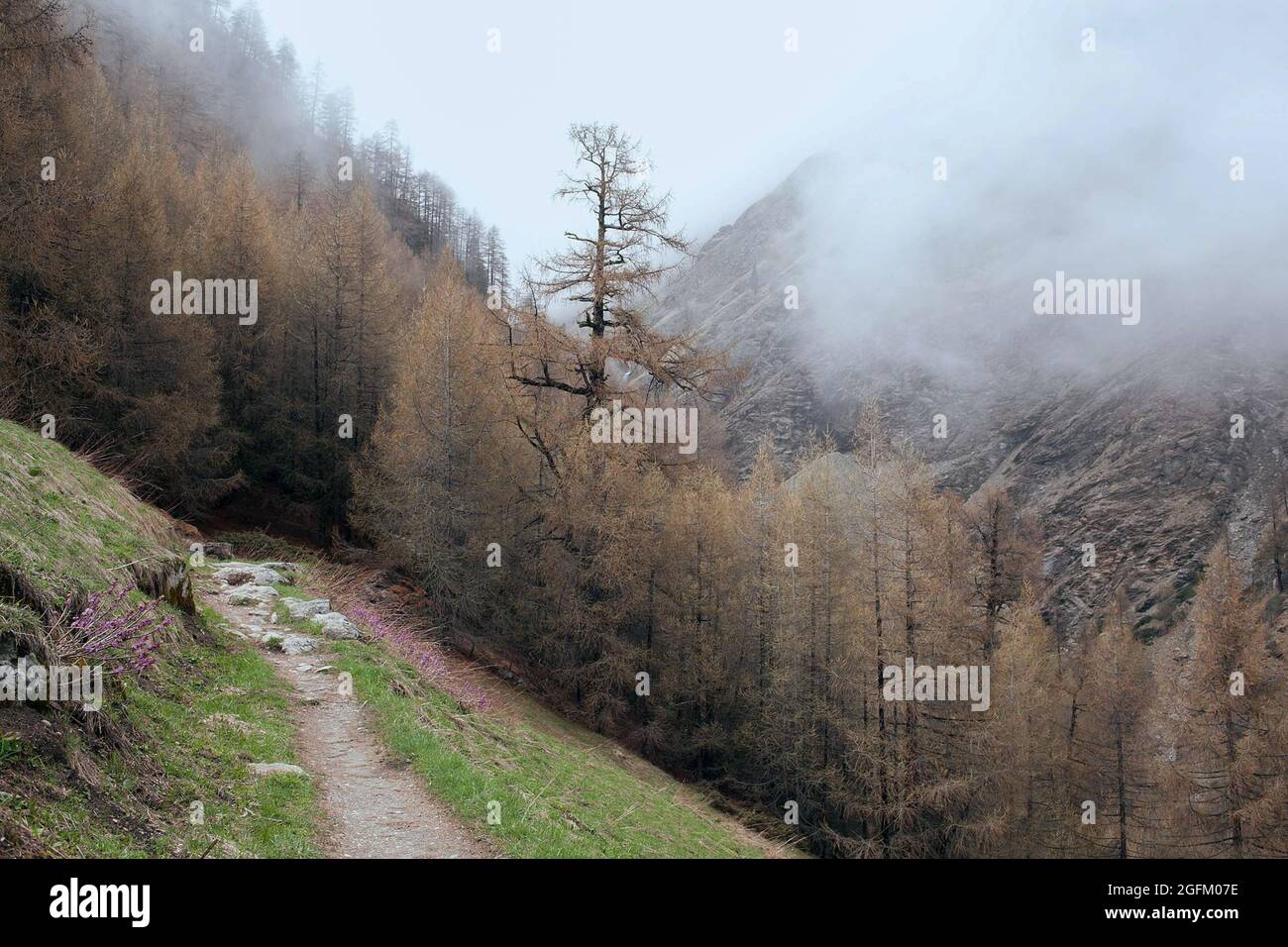 Central Asian countries, the forests of Turkmenistan Stock Photo - Alamy