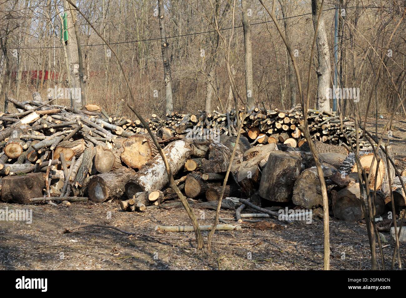 Firewood logging for winter, sawn tree trunks lie on ground at edge of ...