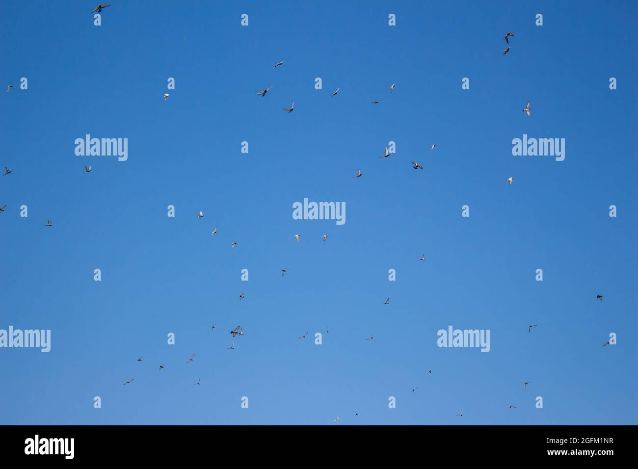 Blue Flock Wallpaper High Resolution Stock Photography and Images - Alamy