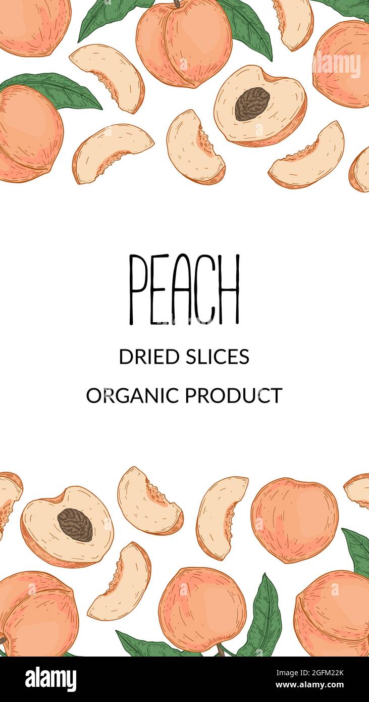 Hand drawn peach vertical design. Vector illustration in sketch style ...