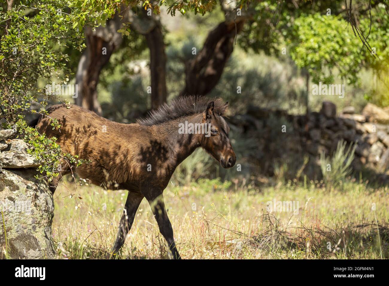 Wild and endangered Garrano horses, Faia Brava, Greater Coa Valley ...