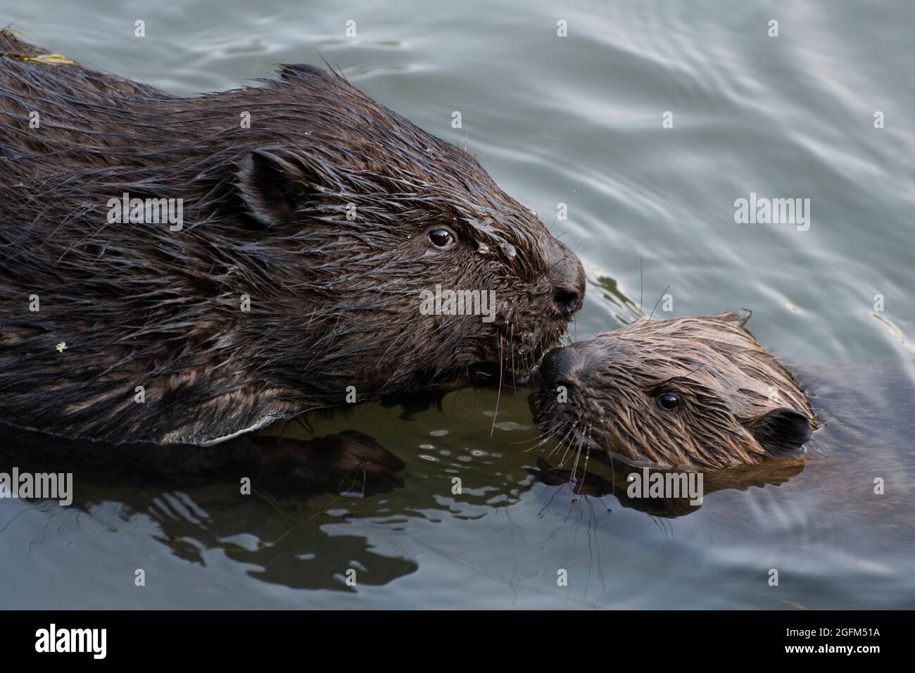 Beaver family hi-res stock photography and images - Alamy