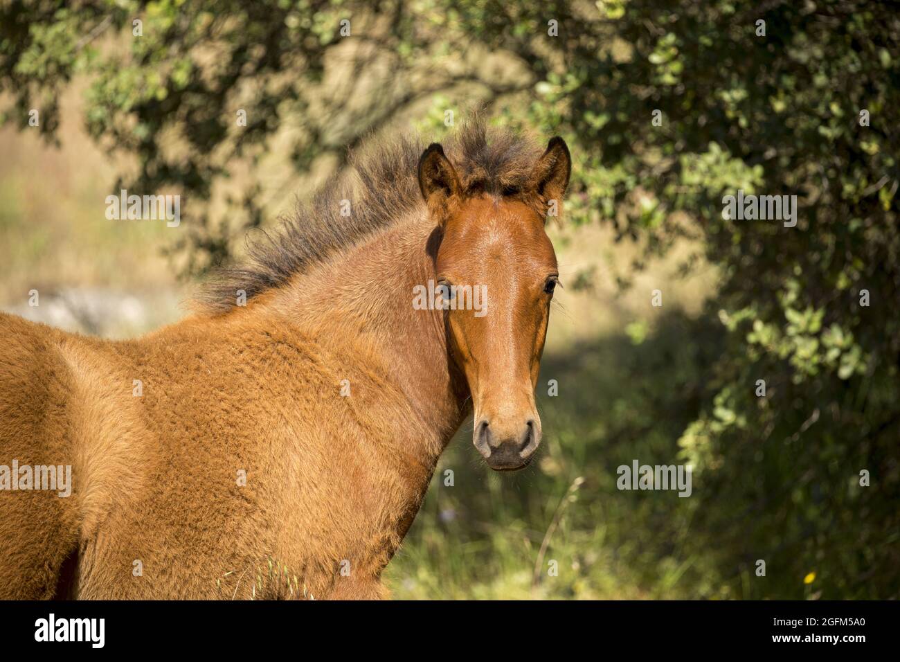 Wild and endangered Garrano horses, Faia Brava, Greater Coa Valley ...