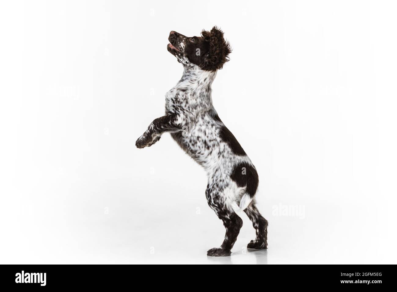 Portrait of cute beautiful spaniel dog playing and jumping on white ...