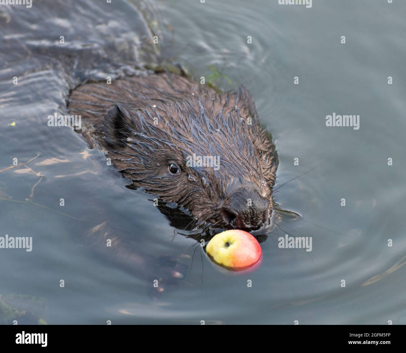 Beaver cub hi-res stock photography and images - Alamy