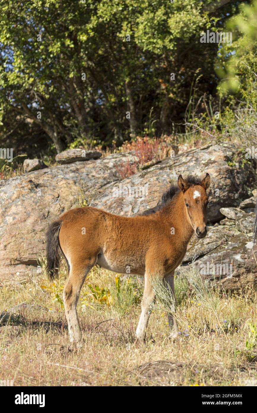 Greater coa valley portugal hi-res stock photography and images - Alamy
