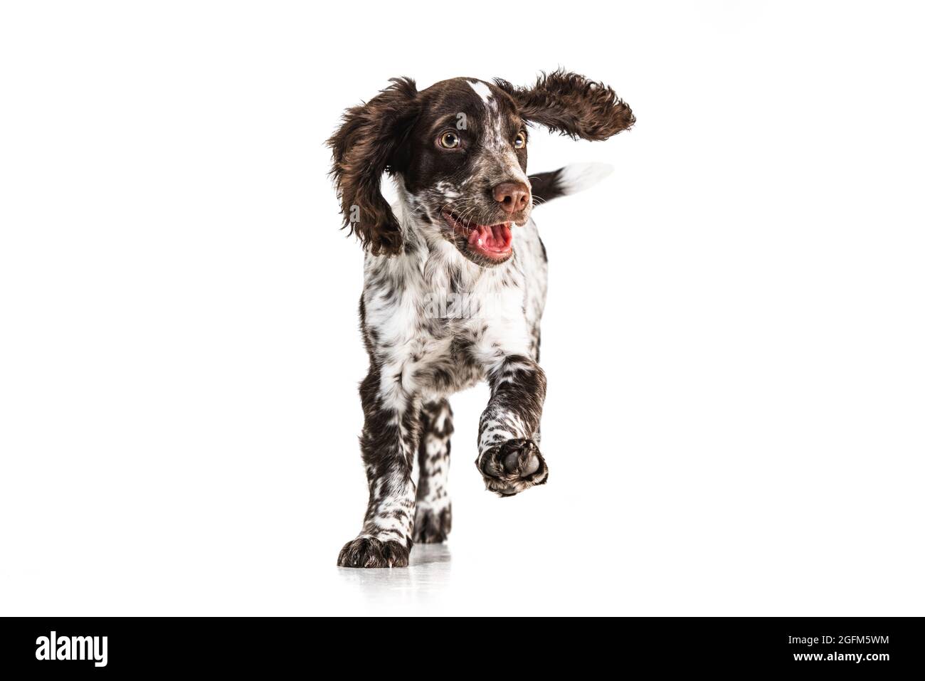Joyful, cute and smiling spaniel dog running and playing on white ...