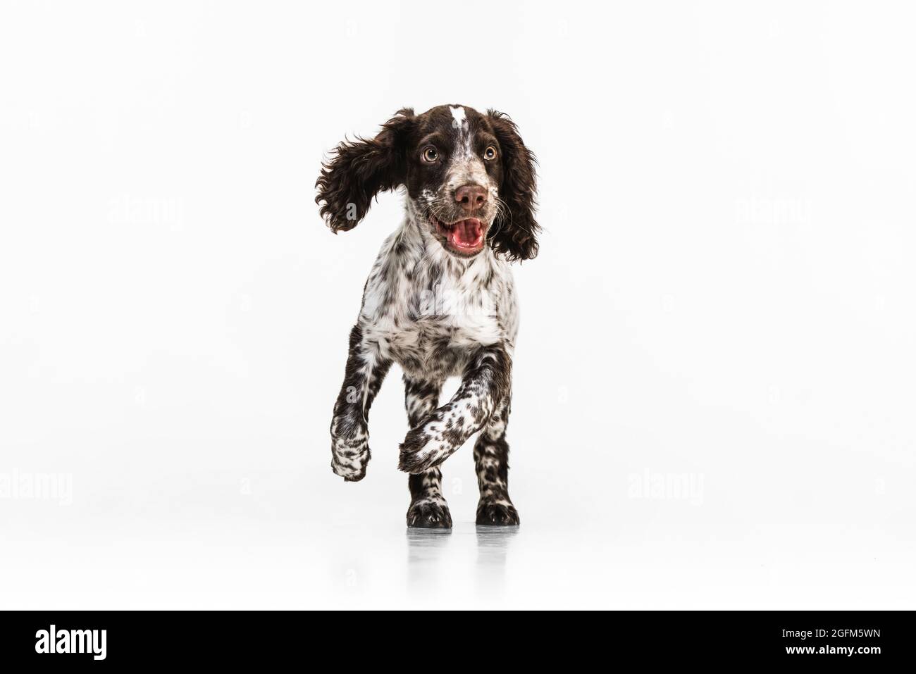 Cute and smiling spaniel dog running straight and playing on white ...