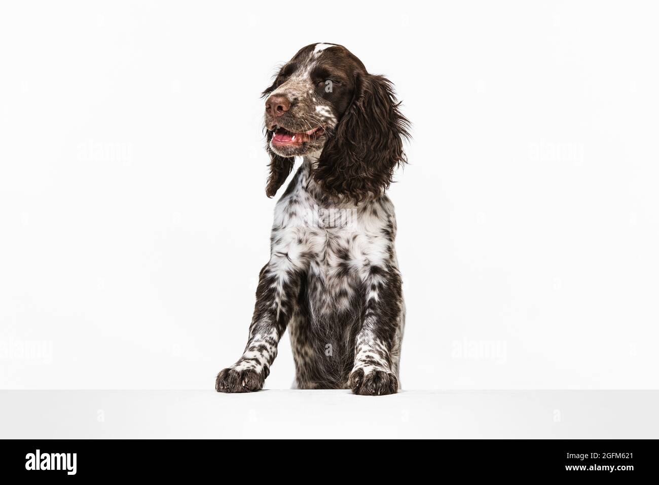 Cute little spaniel dog laughing with tongue on white background Stock ...