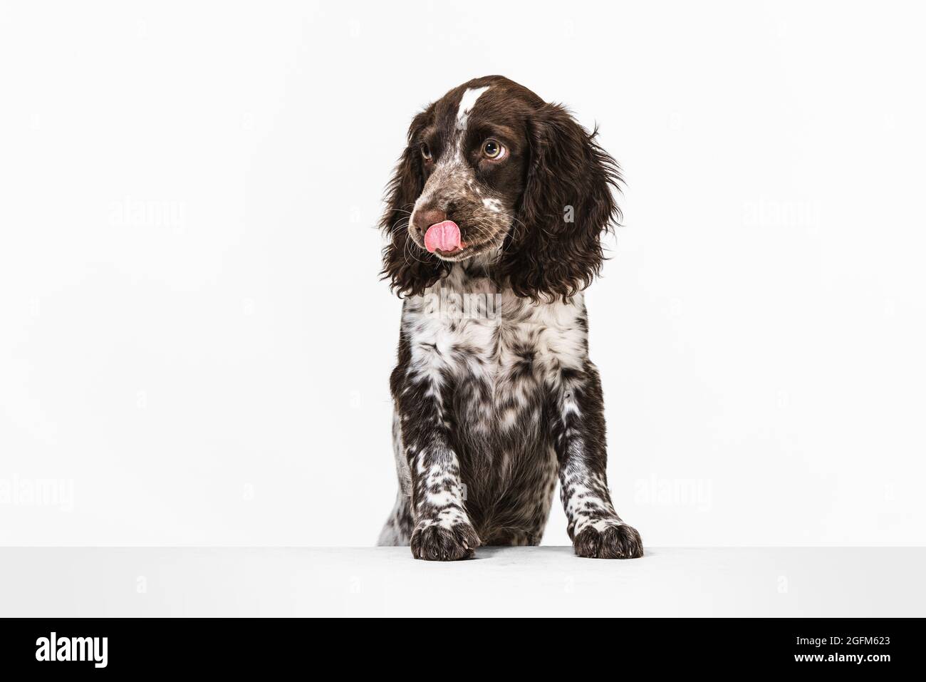 Cute little spaniel dog with tongue looking away on white background ...