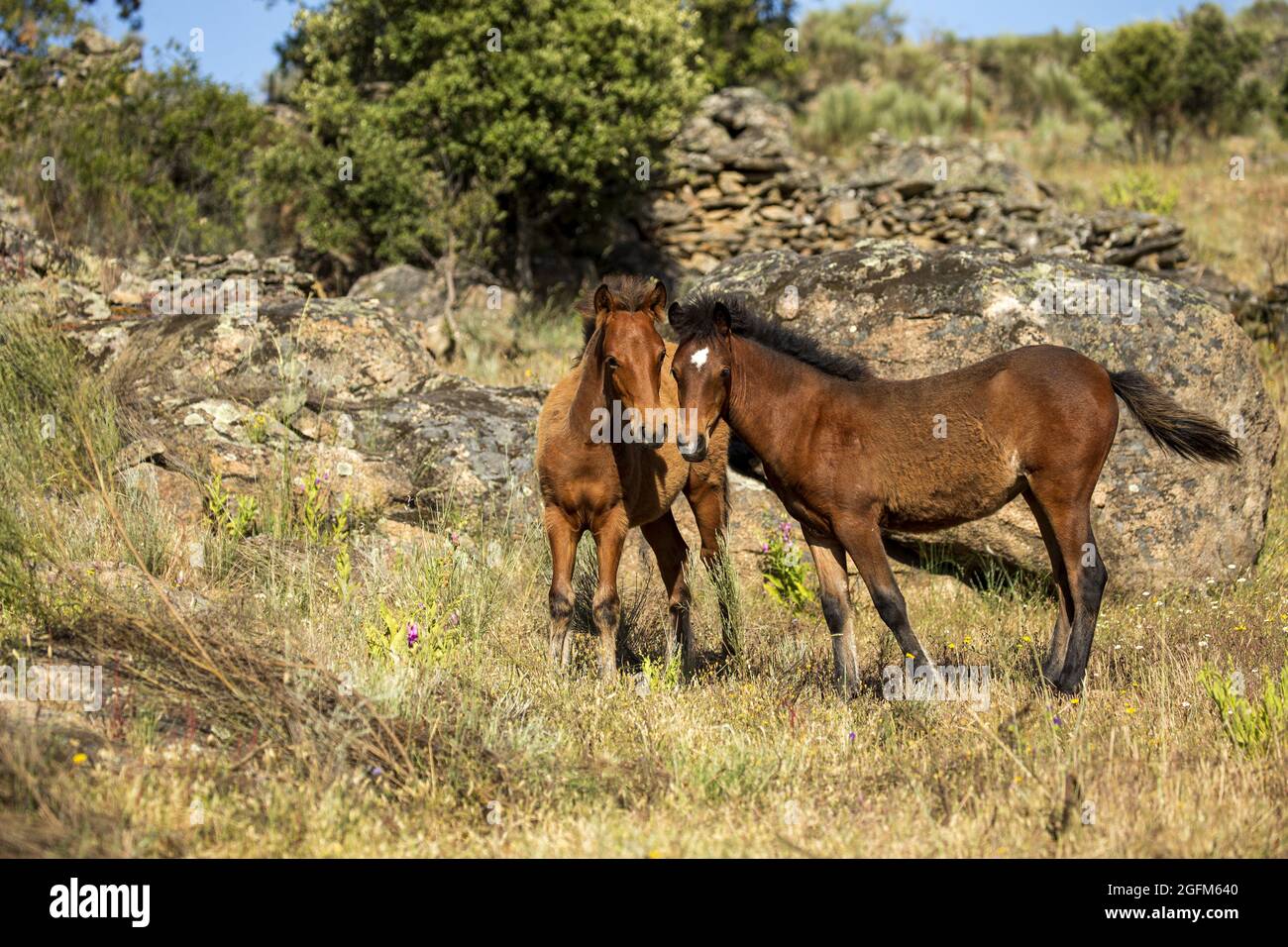 Wild and endangered Garrano horses, Faia Brava, Greater Coa Valley ...