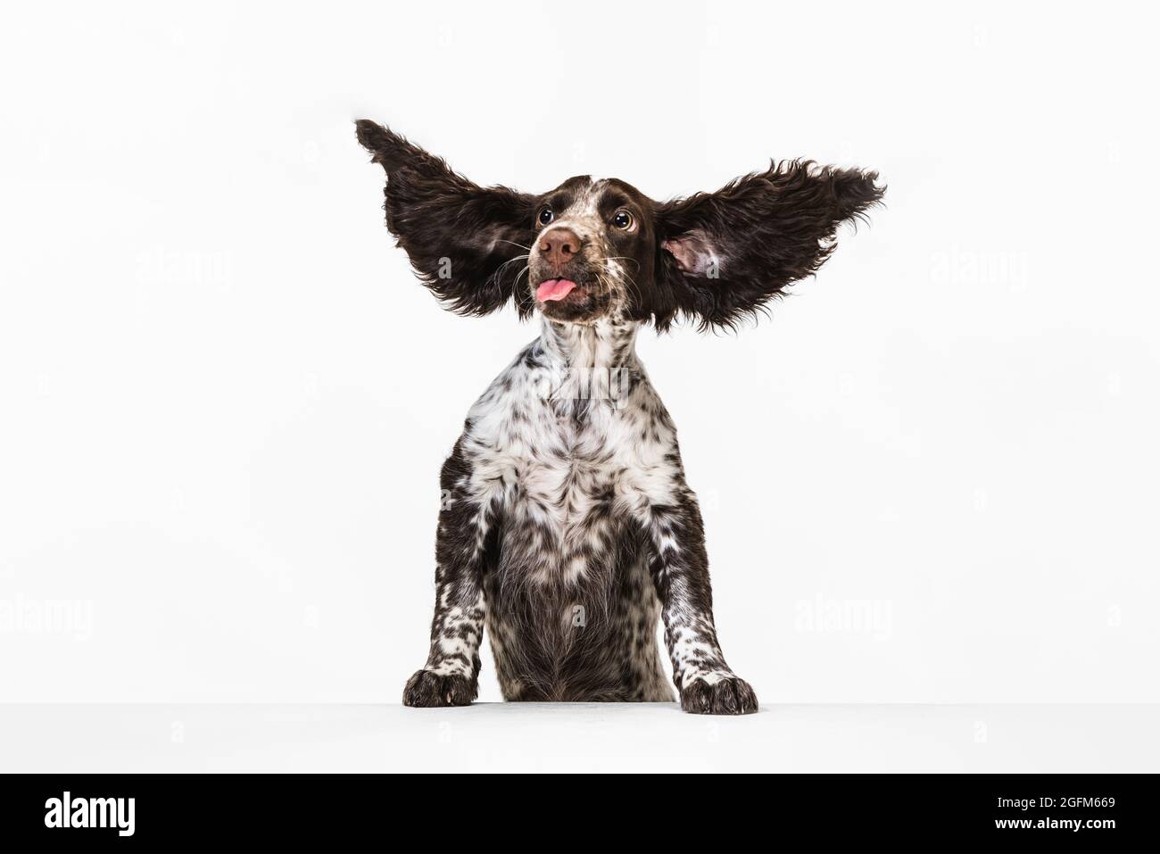Funny puppy tongue. Portrait of cute and cheerful spaniel dog sitting ...