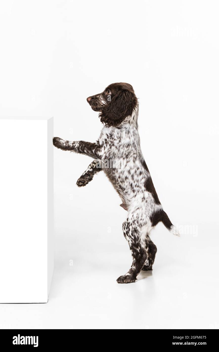 Side view of cute standing spaniel dog on white background Stock Photo ...